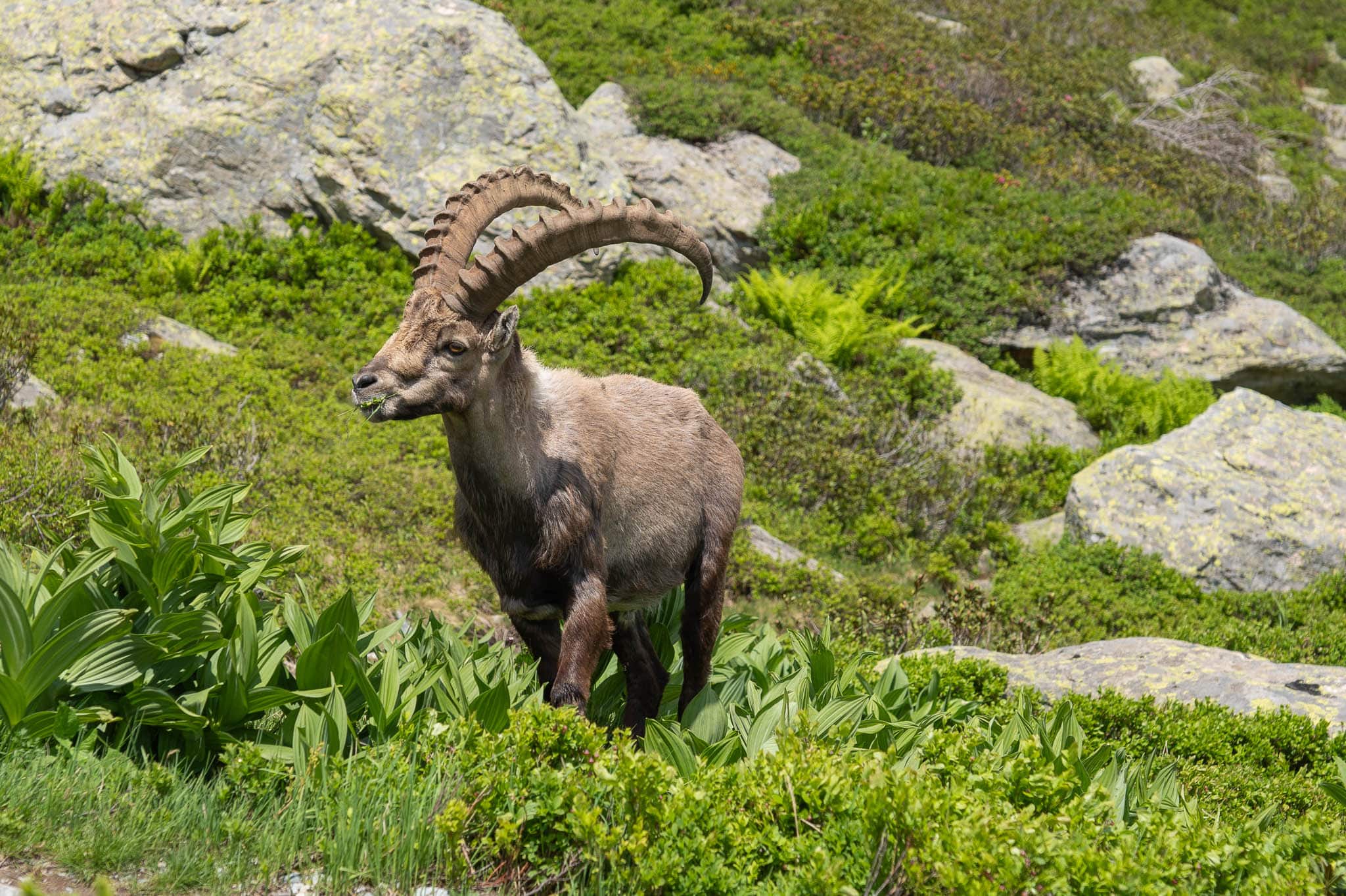 Chamonix tour des aiguilles rouges : tirer le meilleur des imprévus
