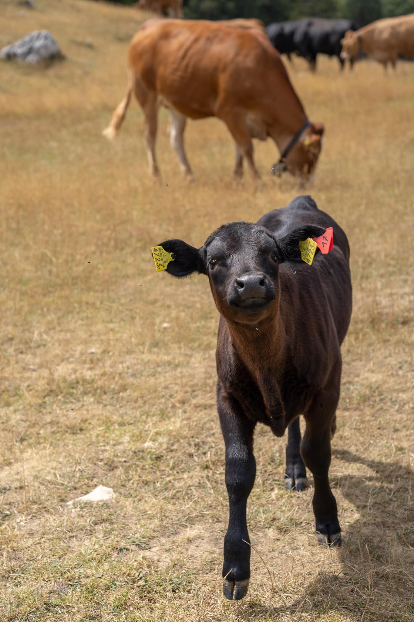Creux du Van : itinéraire, astuces et points de vue époustouflants