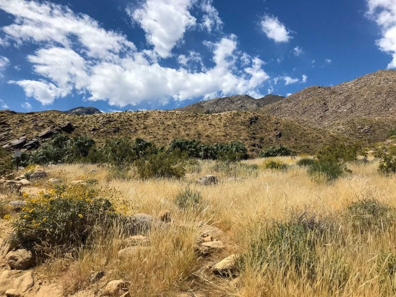 Visiter Palm Springs : escapade envoûtante dans le désert