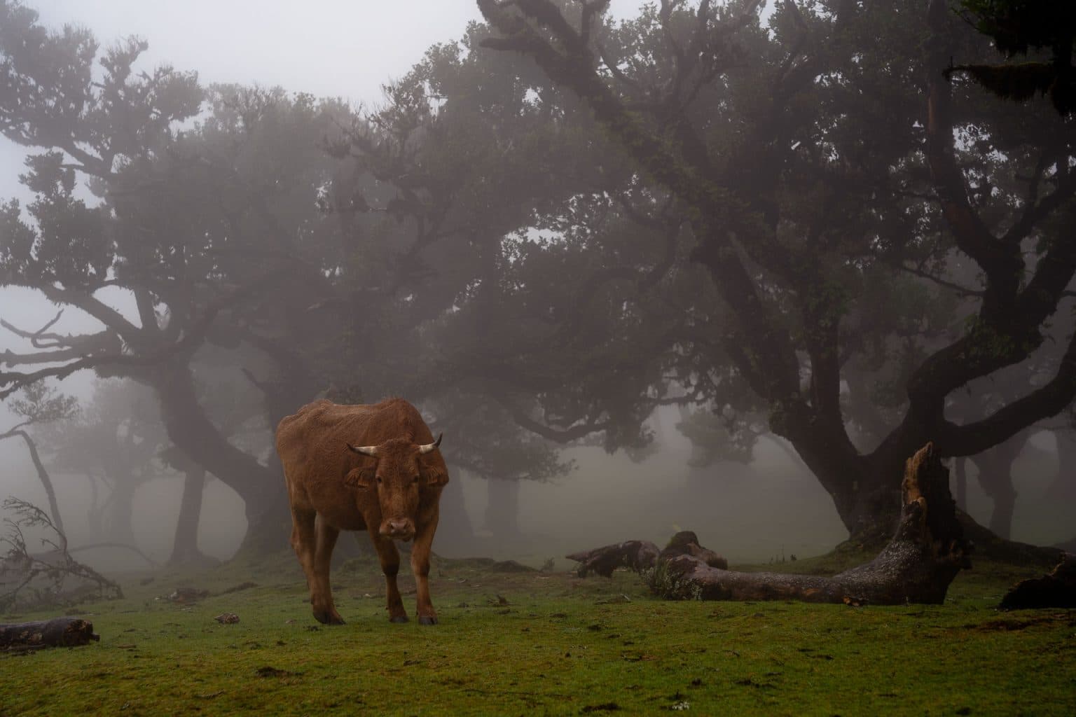 Forêt de Fanal à Madère : guide pour une exploration mystique