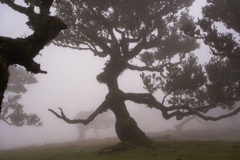 Forêt de Fanal à Madère : guide pour une exploration mystique