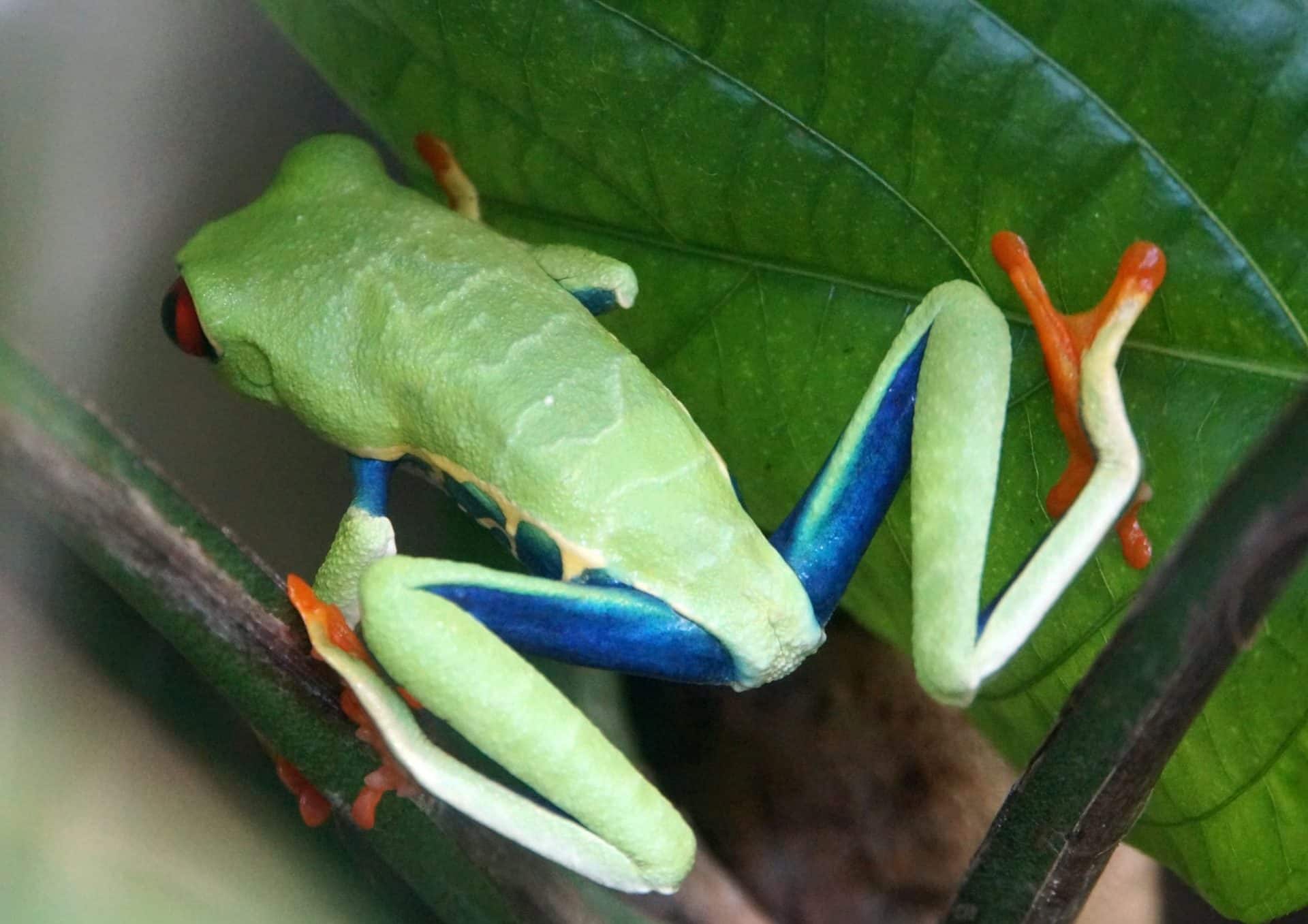 Monteverde, Costa Rica : ton guide ultime pour une aventure inoubliable ...