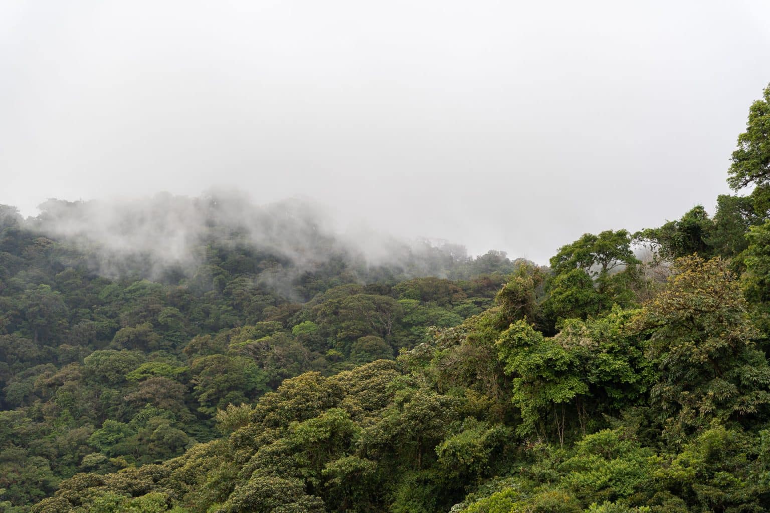 Monteverde, Costa Rica : ton guide ultime pour une aventure inoubliable ...